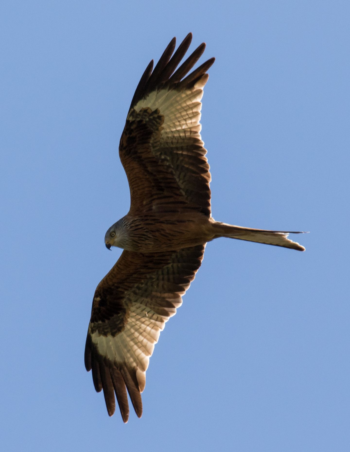 Nibbio reale (Milvus milvus) , Natura Mediterraneo | Forum Naturalistico