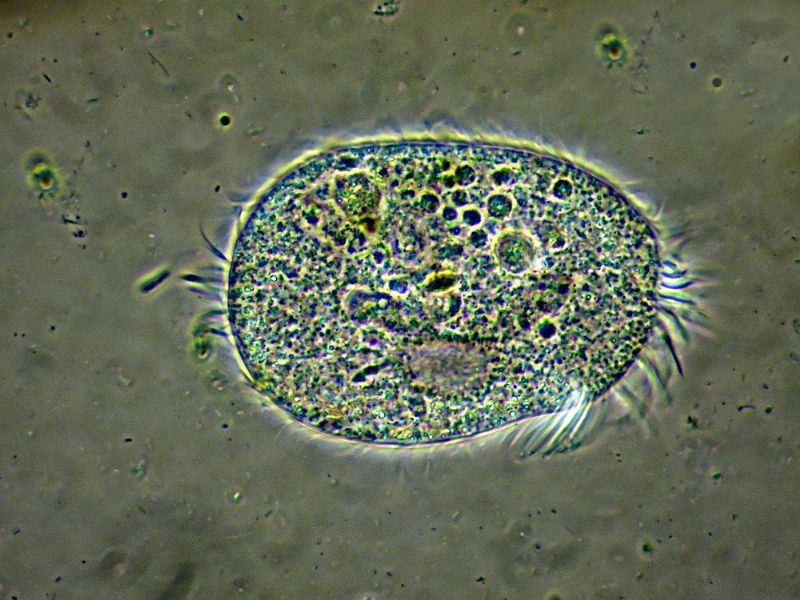 CILIATI IN C.D.F. , Natura Mediterraneo | Forum Naturalistico