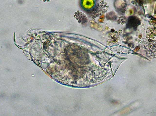 COLURELLA-uncinata , Natura Mediterraneo | Forum Naturalistico