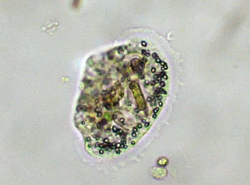 PICCOLE AMEBE? , Natura Mediterraneo | Forum Naturalistico