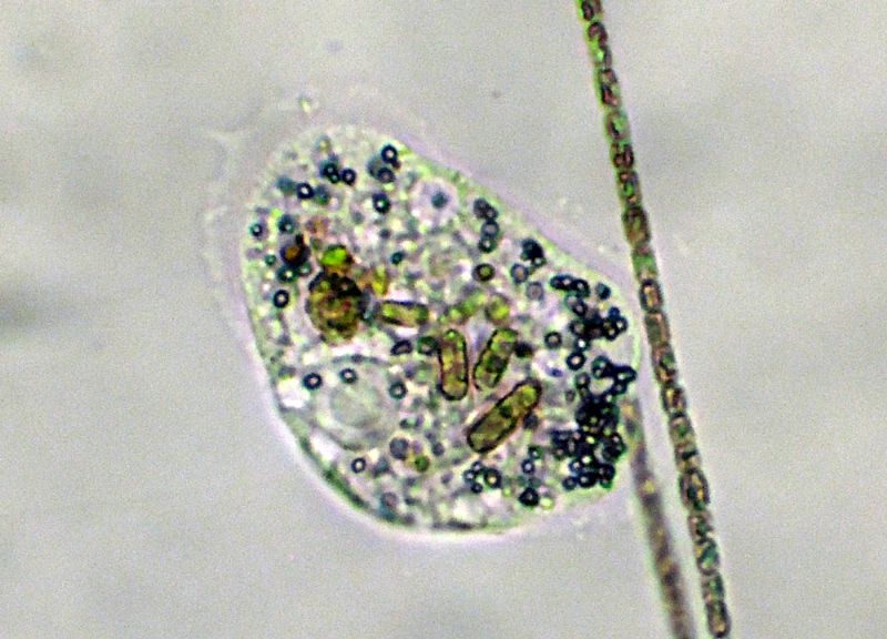 PICCOLE AMEBE? , Natura Mediterraneo | Forum Naturalistico