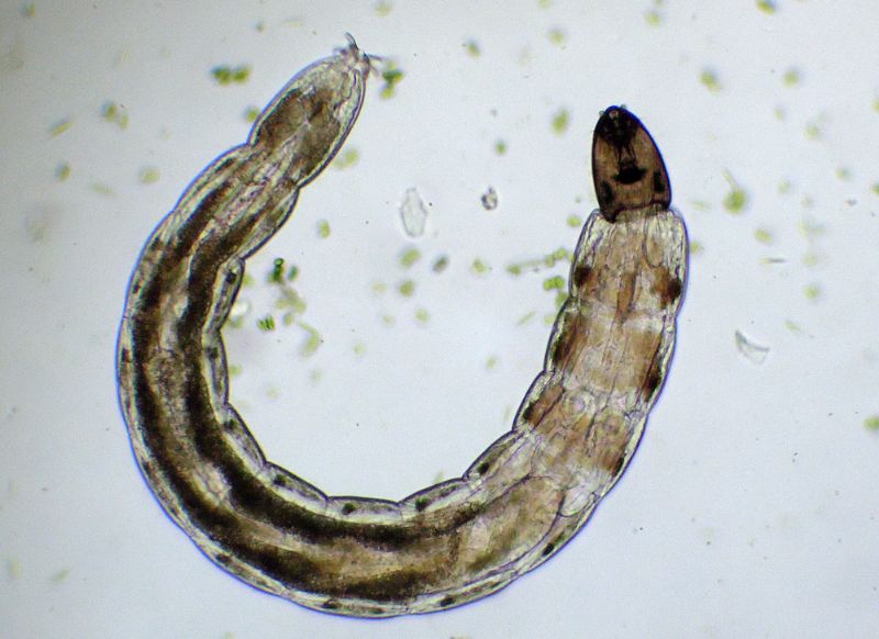 CHE BESTIOLA PUO' ESSERE? , Natura Mediterraneo | Forum Naturalistico