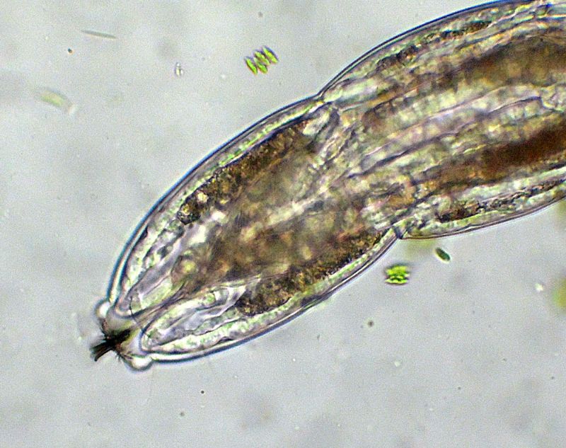 CHE BESTIOLA PUO' ESSERE? , Natura Mediterraneo | Forum Naturalistico