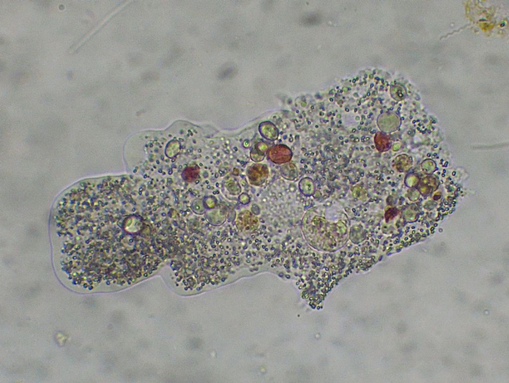 Amebe sp. , Natura Mediterraneo | Forum Naturalistico