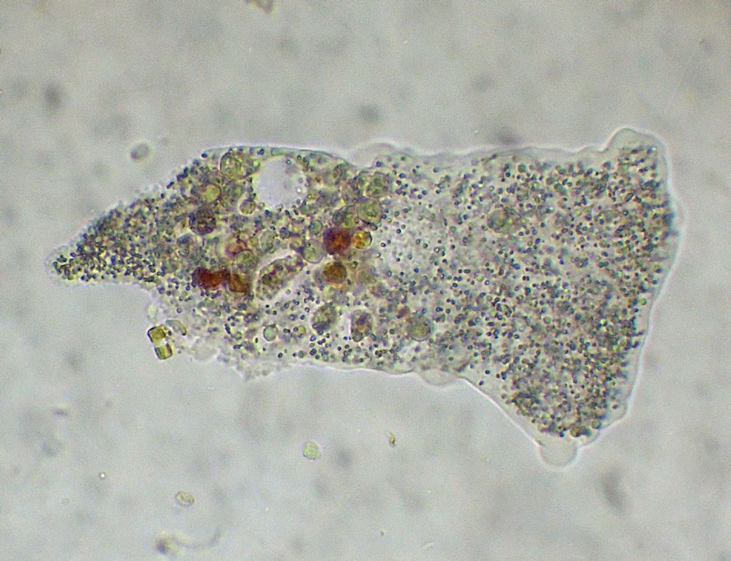 Amebe sp. , Natura Mediterraneo | Forum Naturalistico