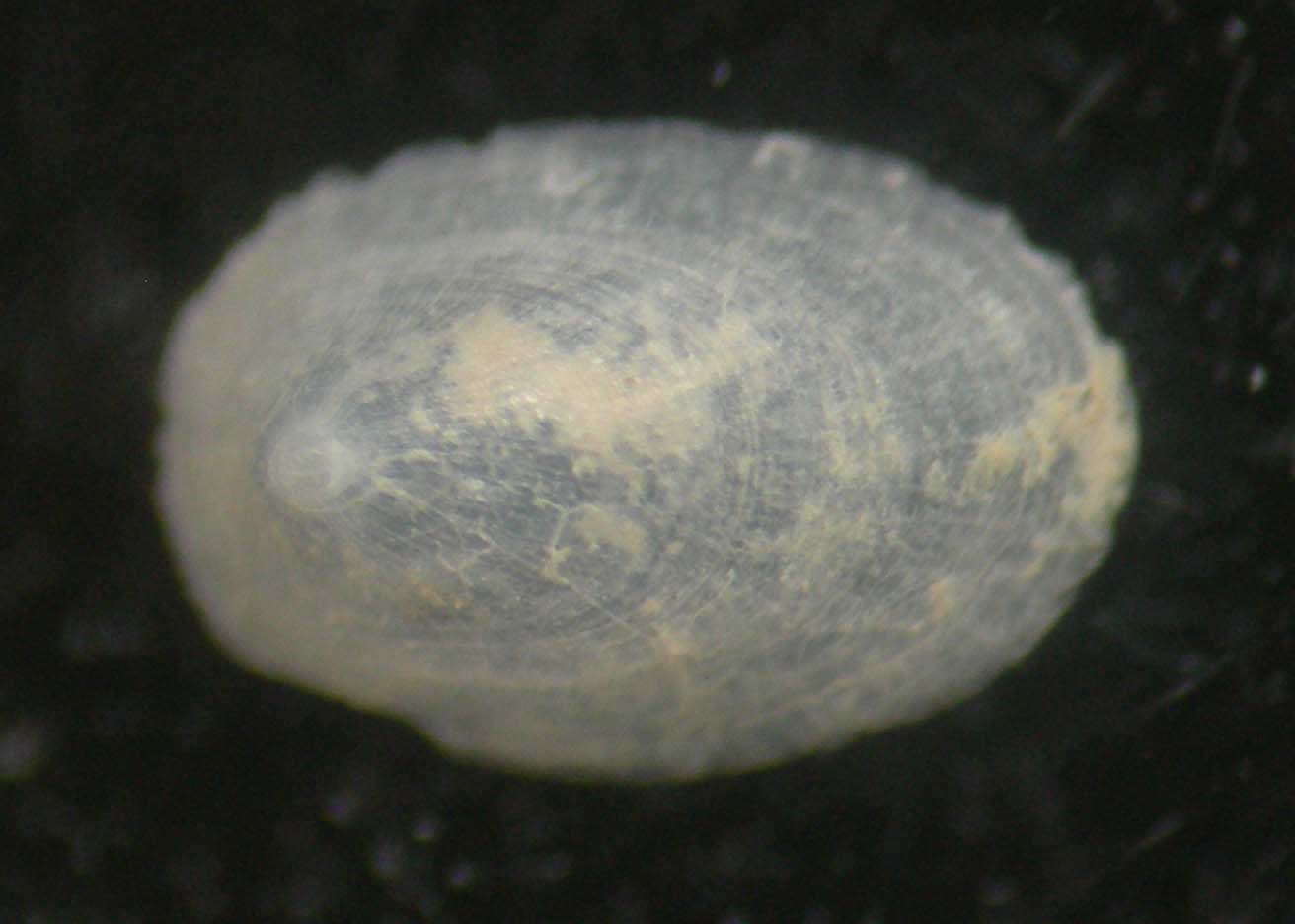 Patellogastropoda , Natura Mediterraneo | Forum Naturalistico