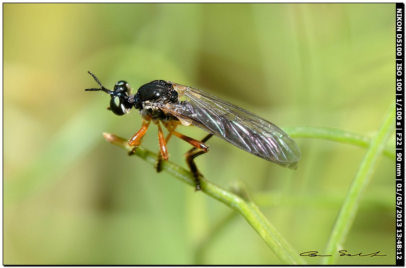 Stratiomyidae? , Natura Mediterraneo | Forum Naturalistico