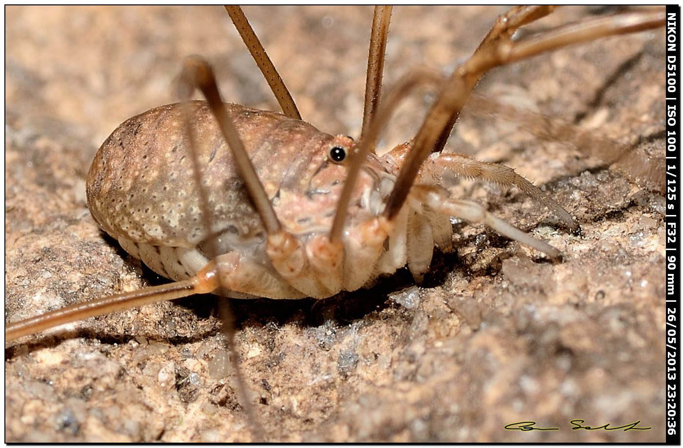 Opilione da id? da Usini 214 , Natura Mediterraneo | Forum Naturalistico