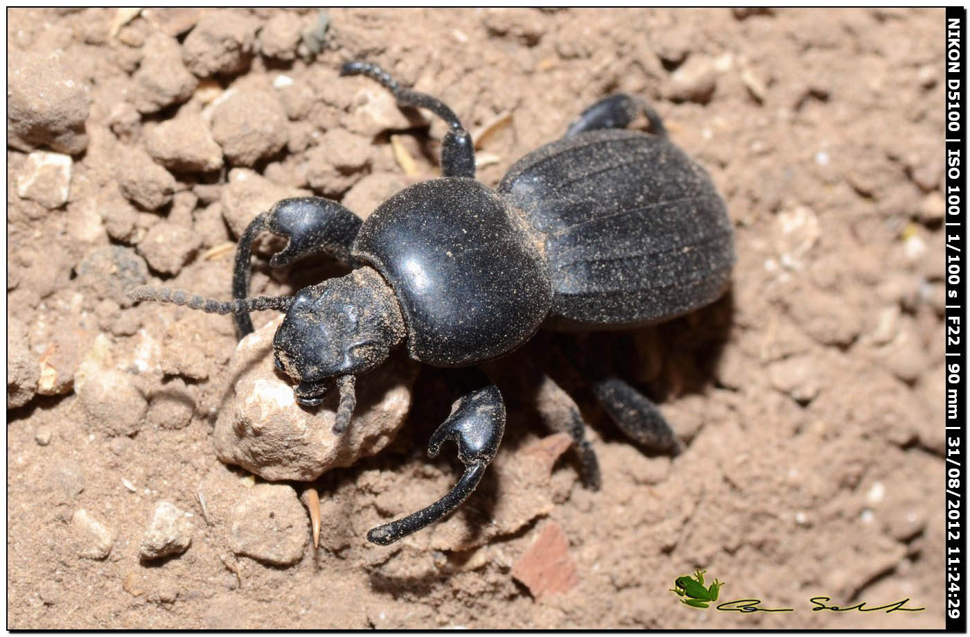 Scaurus striatus , Natura Mediterraneo | Forum Naturalistico