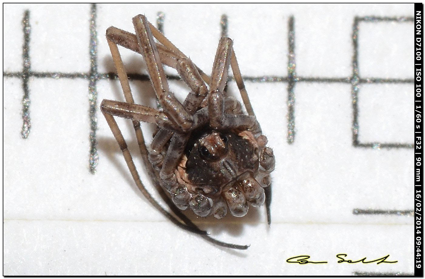 Opilioni del 15-02-2014 da Alghero (SS) , Natura Mediterraneo | Forum ...