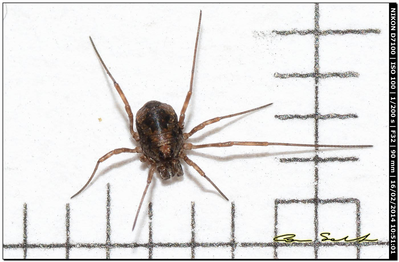 Opilioni del 15-02-2014 da Alghero (SS) , Natura Mediterraneo | Forum ...