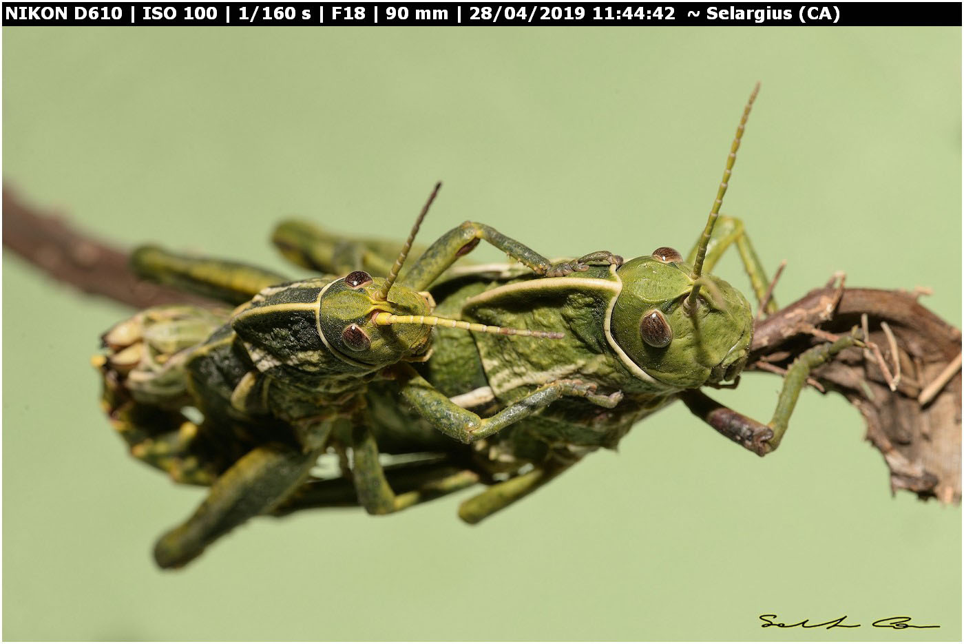 Pamphagus sardeus ♂♀ , Natura Mediterraneo | Forum Naturalistico