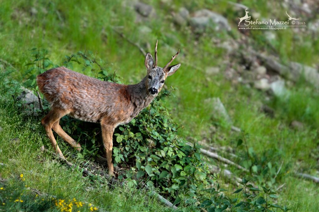 Il Capriolo , Natura Mediterraneo | Forum Naturalistico