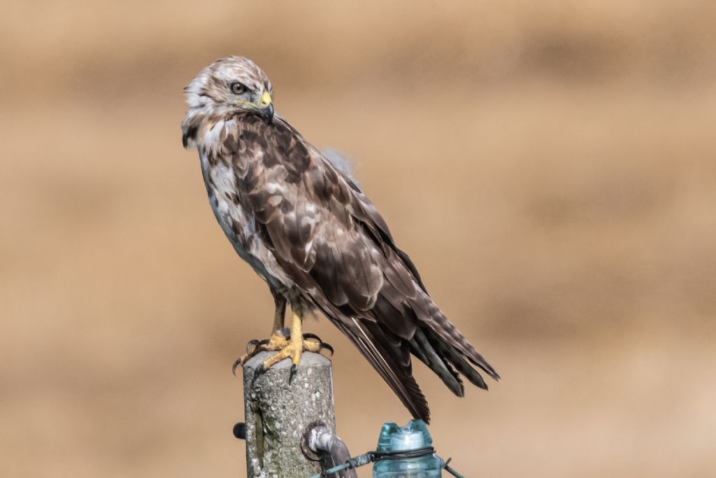 Giovane poiana , Natura Mediterraneo | Forum Naturalistico