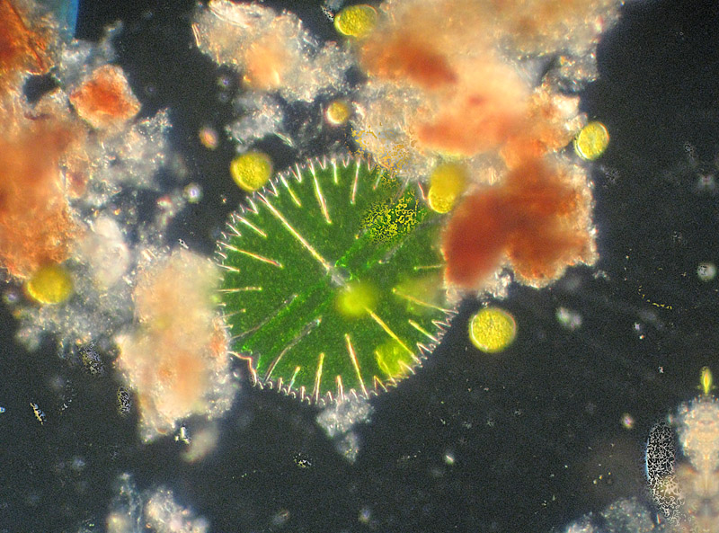 Dalla Lagozzetta di Besnate , Natura Mediterraneo | Forum Naturalistico