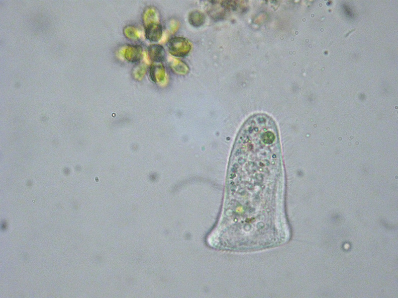 Dalla Lagozzetta di Besnate , Natura Mediterraneo | Forum Naturalistico