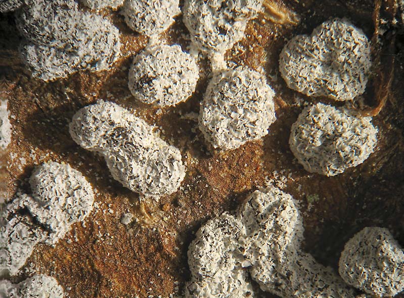 Didymium , Natura Mediterraneo | Forum Naturalistico