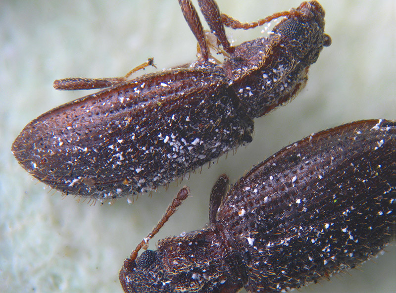 Latridiidae: Latridius hirtus , Natura Mediterraneo | Forum Naturalistico