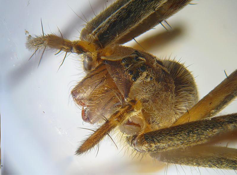 Pisaura sp., femmina - Sumirago (VA) , Natura Mediterraneo | Forum ...