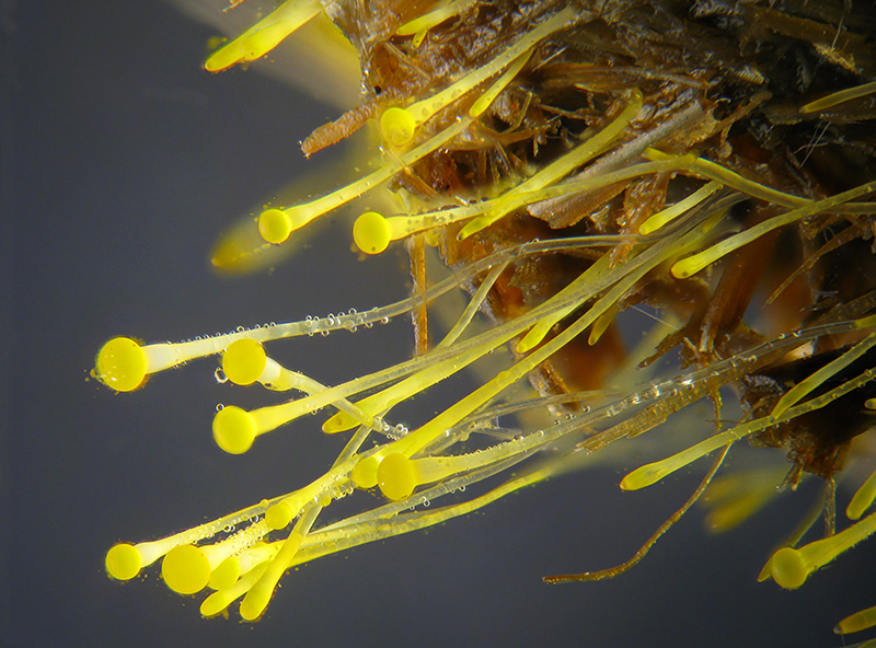 Pilobolus sp. istruzioni per l'uso... , Natura Mediterraneo | Forum ...