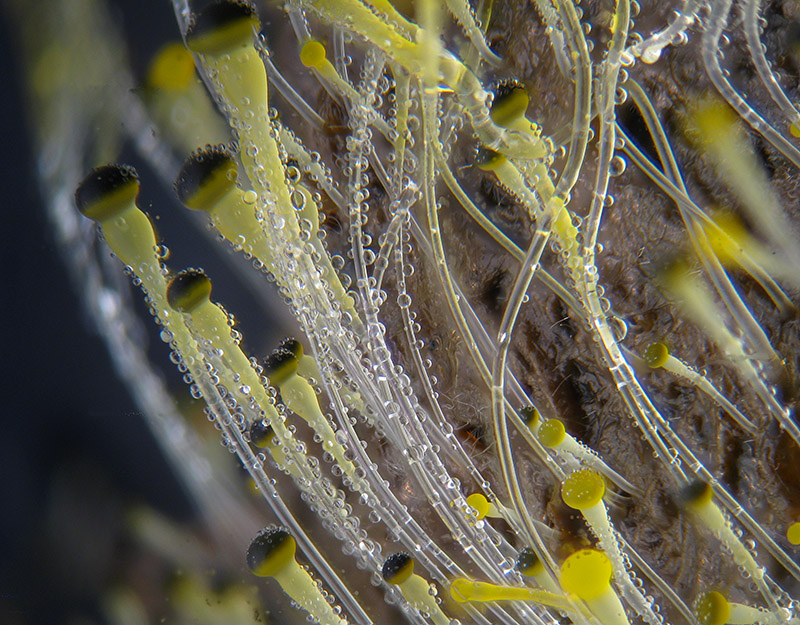 Pilobolus sp. istruzioni per l'uso... , Natura Mediterraneo | Forum ...