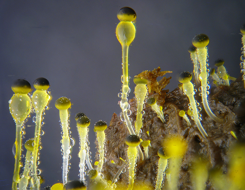 Pilobolus sp. istruzioni per l'uso... , Natura Mediterraneo | Forum ...