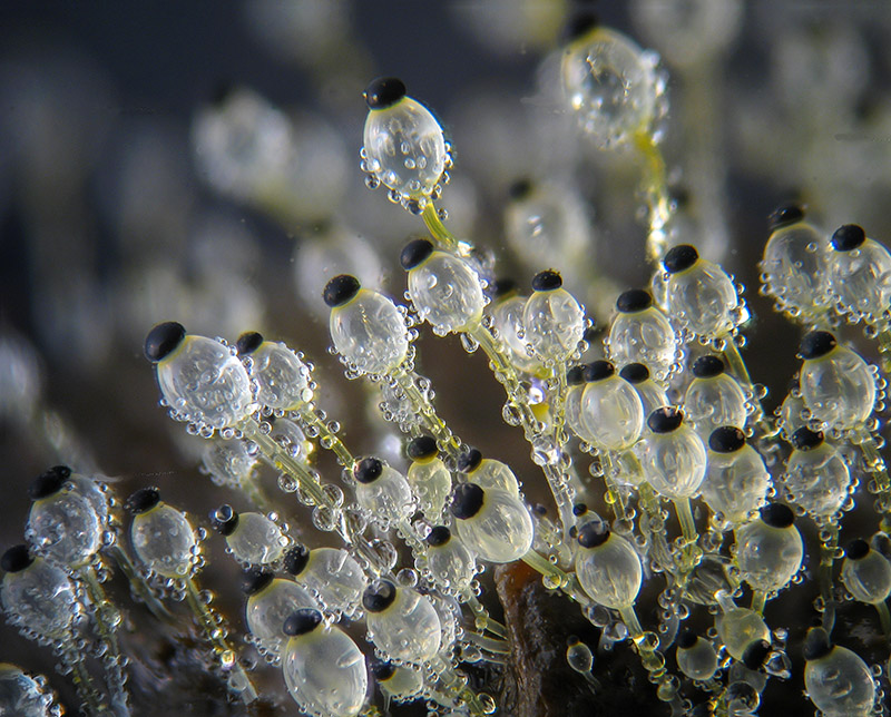 Pilobolus sp. istruzioni per l'uso... , Natura Mediterraneo | Forum ...