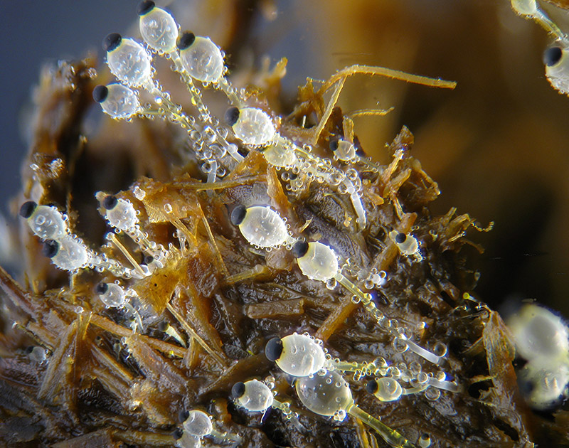 Pilobolus sp. istruzioni per l'uso... , Natura Mediterraneo | Forum ...