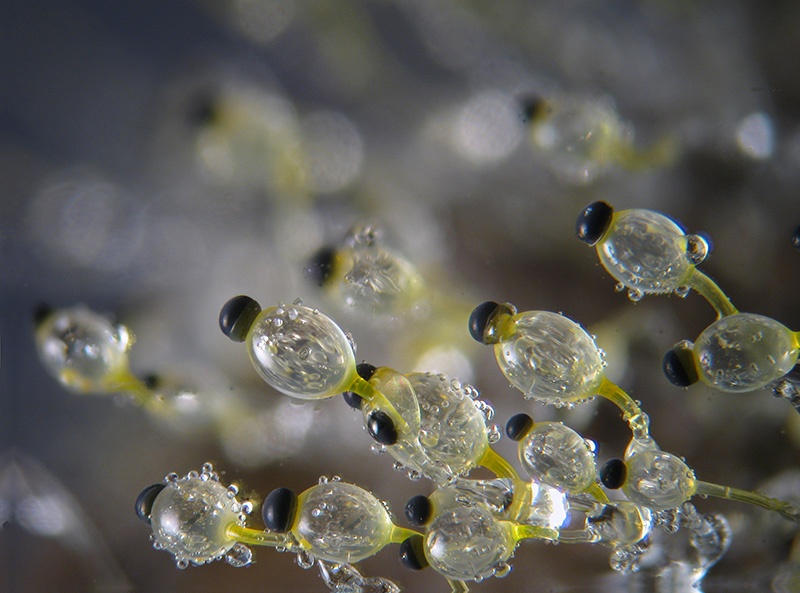 Pilobolus sp. istruzioni per l'uso... , Natura Mediterraneo | Forum ...