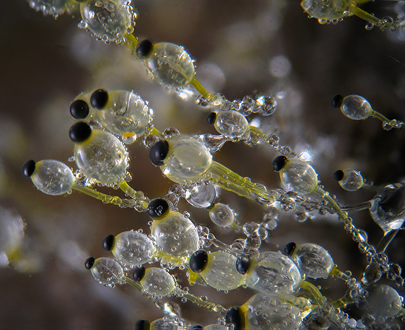 Pilobolus sp. istruzioni per l'uso... , Natura Mediterraneo | Forum ...