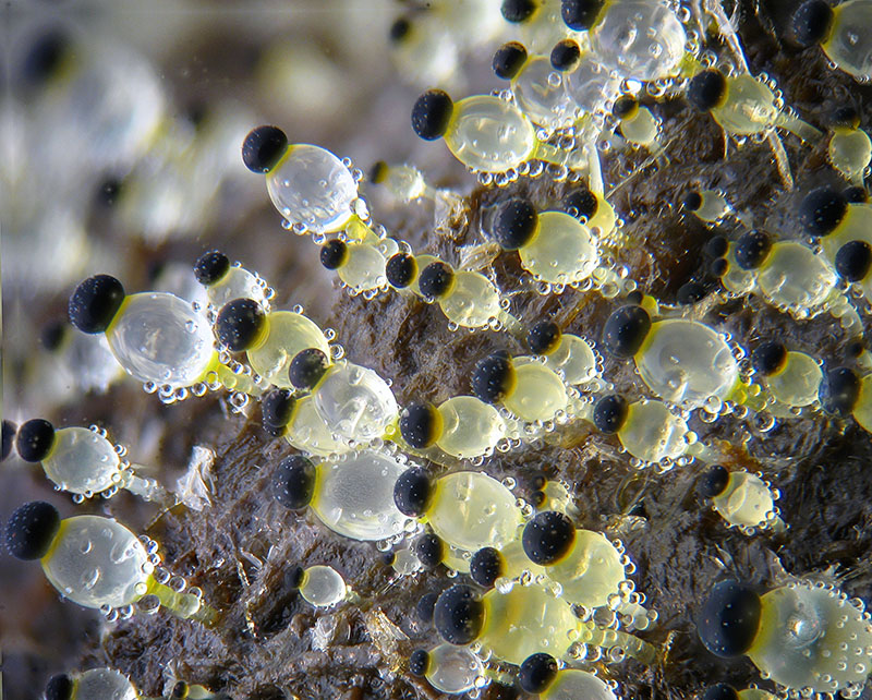 Pilobolus sp. istruzioni per l'uso... , Natura Mediterraneo | Forum ...