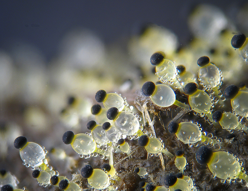 Pilobolus sp. istruzioni per l'uso... , Natura Mediterraneo | Forum ...