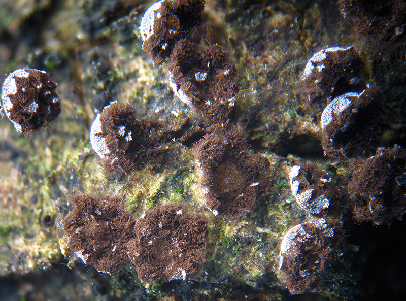 Didymium applanatum? , Natura Mediterraneo | Forum Naturalistico