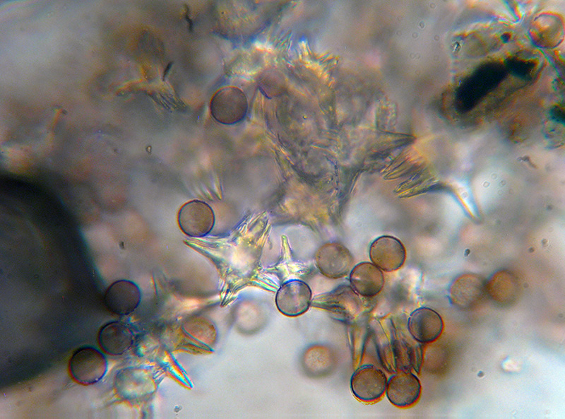 Didymium applanatum? , Natura Mediterraneo | Forum Naturalistico