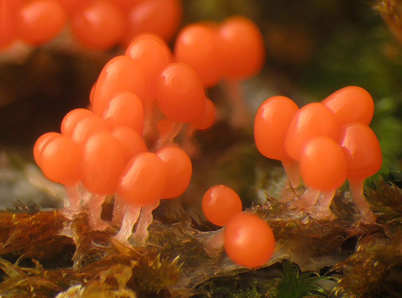 Arcyria , Natura Mediterraneo | Forum Naturalistico