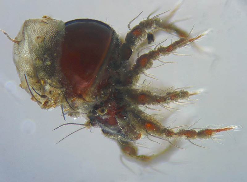 Acari del suolo , Natura Mediterraneo | Forum Naturalistico