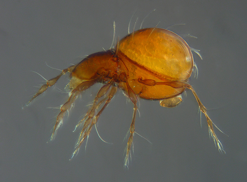 Acari del suolo , Natura Mediterraneo | Forum Naturalistico