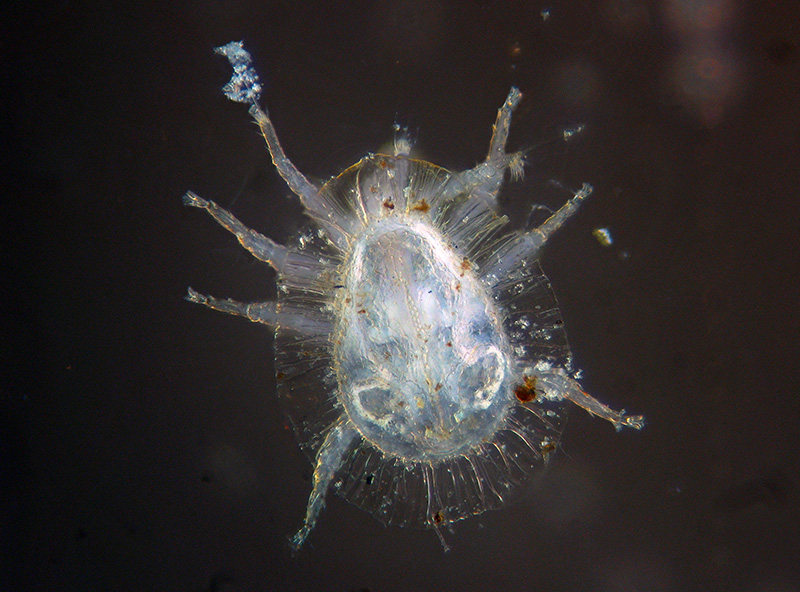 Acari del suolo , Natura Mediterraneo | Forum Naturalistico