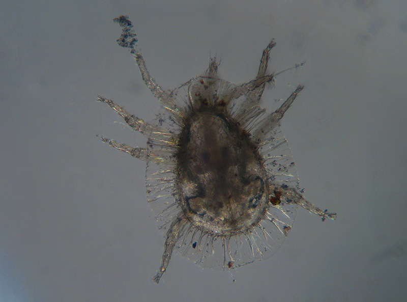 Acari del suolo , Natura Mediterraneo | Forum Naturalistico