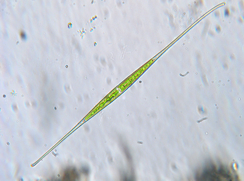 Dalla Lagozzetta di Besnate , Natura Mediterraneo | Forum Naturalistico