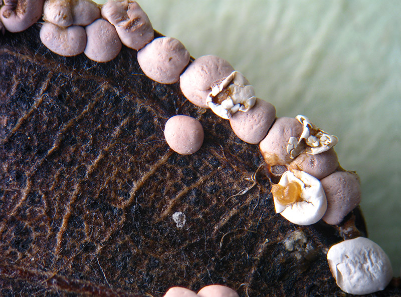 Diderma testaceum , Natura Mediterraneo | Forum Naturalistico