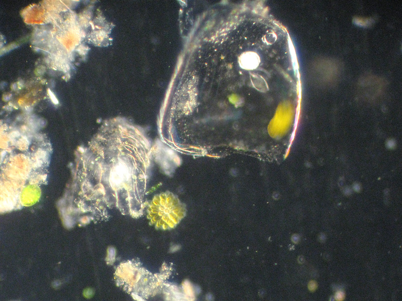 Dalla Lagozzetta di Besnate , Natura Mediterraneo | Forum Naturalistico