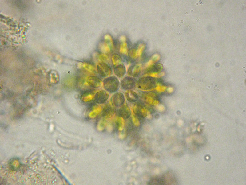 Dalla Lagozzetta di Besnate , Natura Mediterraneo | Forum Naturalistico