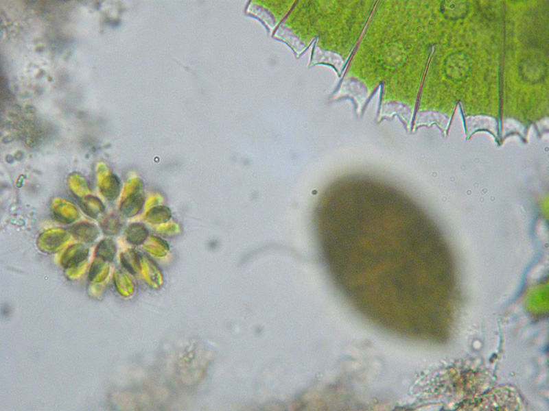 Dalla Lagozzetta di Besnate , Natura Mediterraneo | Forum Naturalistico