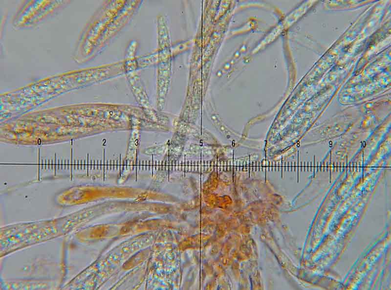 Hypoderma rubi? , Natura Mediterraneo | Forum Naturalistico