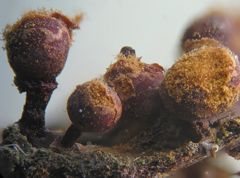 Trichia botrytis ? , Natura Mediterraneo | Forum Naturalistico