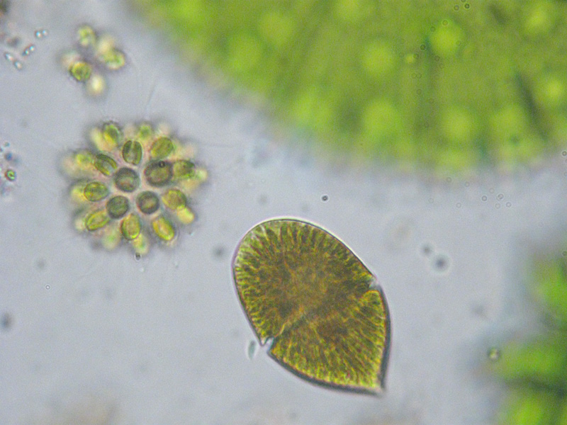 Dalla Lagozzetta di Besnate , Natura Mediterraneo | Forum Naturalistico