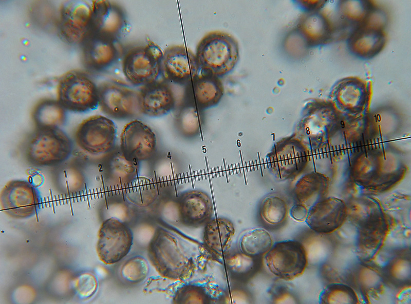 Diderma floriforme , Natura Mediterraneo | Forum Naturalistico