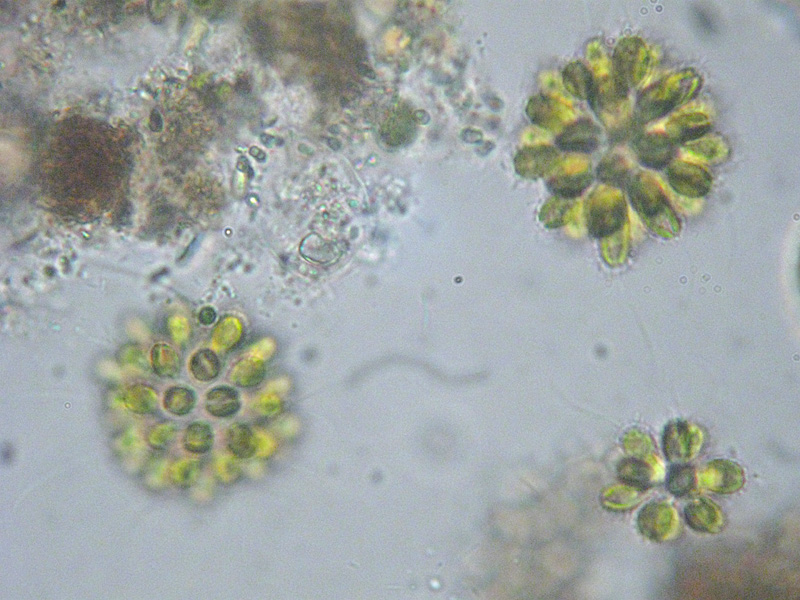 Dalla Lagozzetta di Besnate , Natura Mediterraneo | Forum Naturalistico