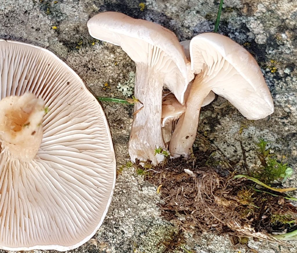 Da determinare: Clitocybe cfr. dealbata , Natura Mediterraneo | Forum ...